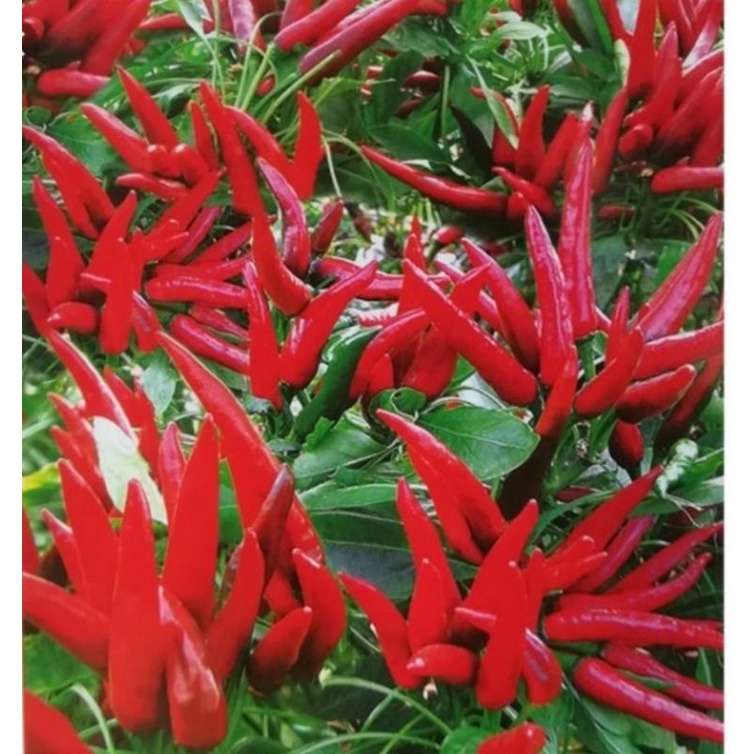 CILI JAMBAK F1 HYBRID(30 BIJI BENIH)REUNION CHILI CLUSTER. | Shopee ...