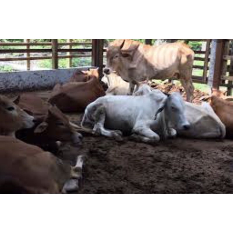 baja tahi lembu dah perab lama(20 liter untuk satu order psal berat ...