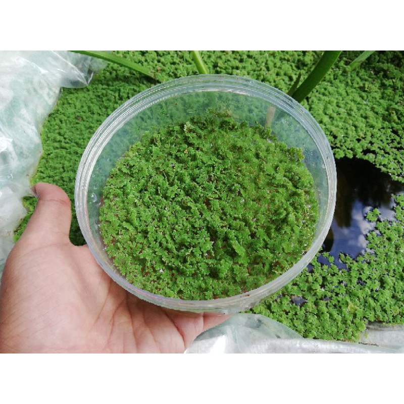 (Gold Fish Food) Azolla Filliculoides | Shopee Malaysia