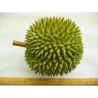 Anak Pokok Durian D145 (Beserah/Durian Hijau) | Shopee Malaysia
