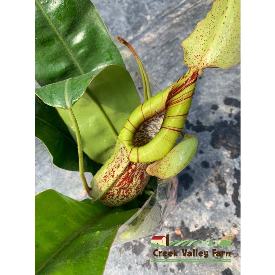 [Live Plant] CVF Exclusive Nepenthes X Dyeriana | Pokok Periuk Kera ...