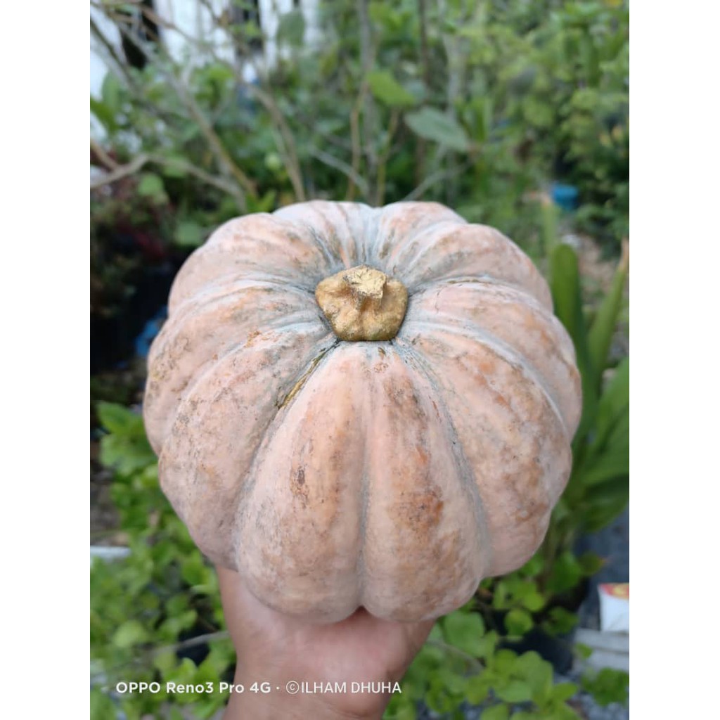 BIJI BENIH LABU MANIS / LABU MAKAN / BIJI BENIH LABU MANIS / LABU MANIS ...