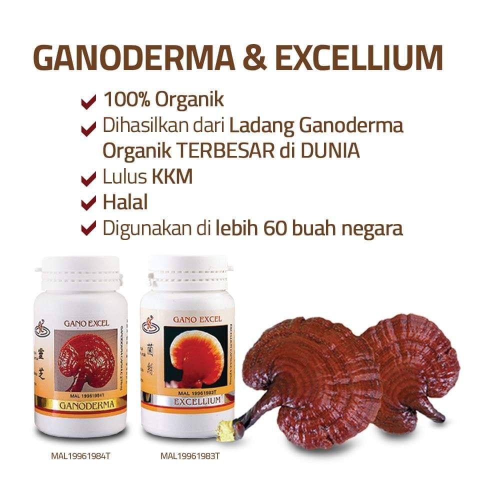 Lingzhi Ganoderma Organic 有机灵芝 Cendawan Merah Excellium Oganik 有机菌丝 ...