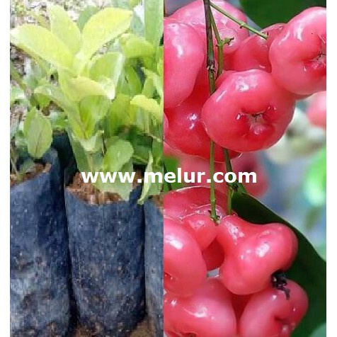 MKT - Anak Pokok Jambu Bertih Merah / jambu buah kecil | Shopee Malaysia
