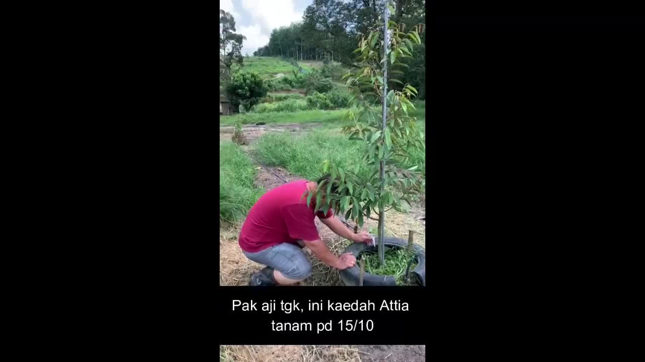 Attia Baja Organik Pokok Durian Udang Merah Duri Hitam Durian Musang ...