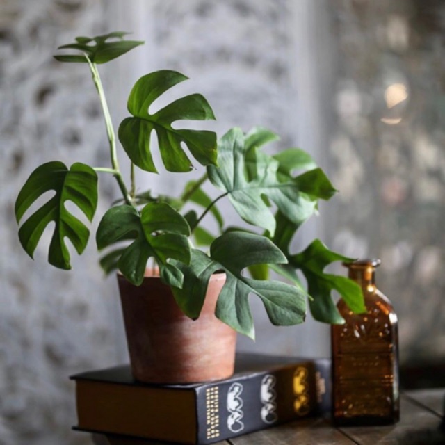 Rhaphidophora Pertusa ( MINI MONSTERA ) | Shopee Malaysia