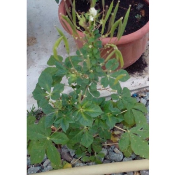 2 gram biji benih maman mudah dan cepat tumbuh / cleome gyanandra seeds ...