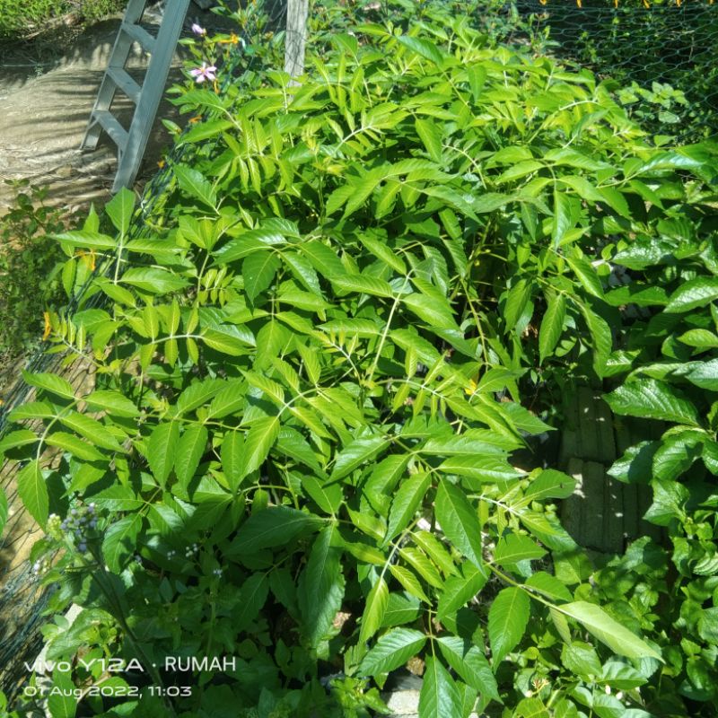 Anak Pokok MELADA PAHIT/LADA PAHIT | Shopee Malaysia