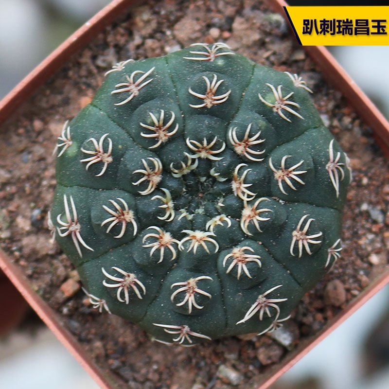 【Easy to bloom】Natural Cactus Lying Thorn Ruichang Jade Real Life ...