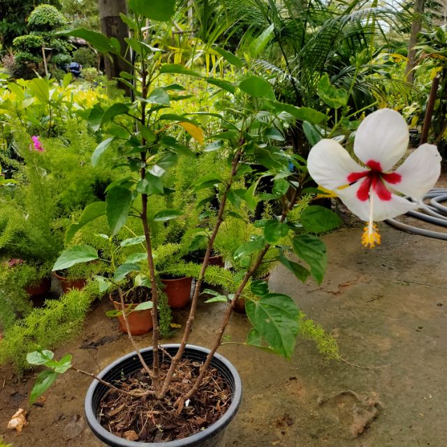 AZ Pokok Bunga Raya Besar | Shopee Malaysia