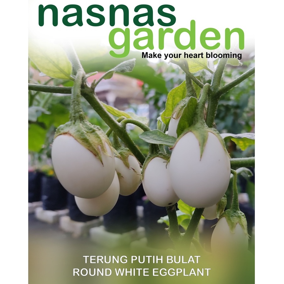Biji Benih Terung Putih Bulat 20pcs Round White Eggplant Seeds Terung ...