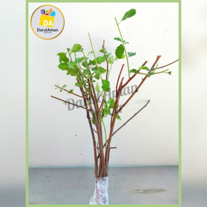 Pokok bunga Tunera Putih (Anak pokok/keratan) Turnera subulata | Tahan ...