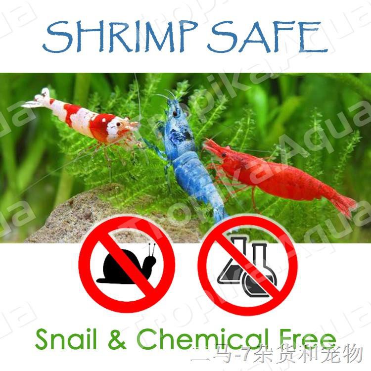 Shrimp Safe No Snail Algae aquatic plants aquarium aquascape aquascaping fish tank | Shopee Malaysia