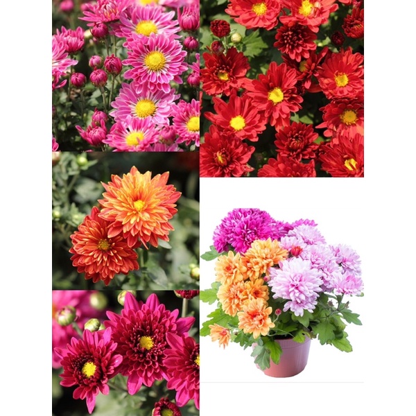 【Ready Stock】Bernih Bunga Hardy garden mum Flower Seed Hardy garden mum ...