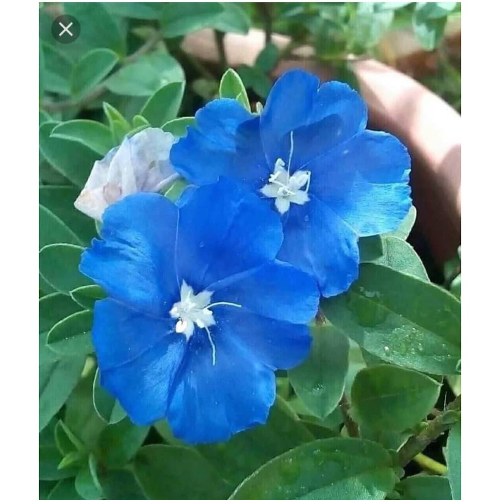 Anak Pokok Bunga Blue Daze | Shopee Malaysia