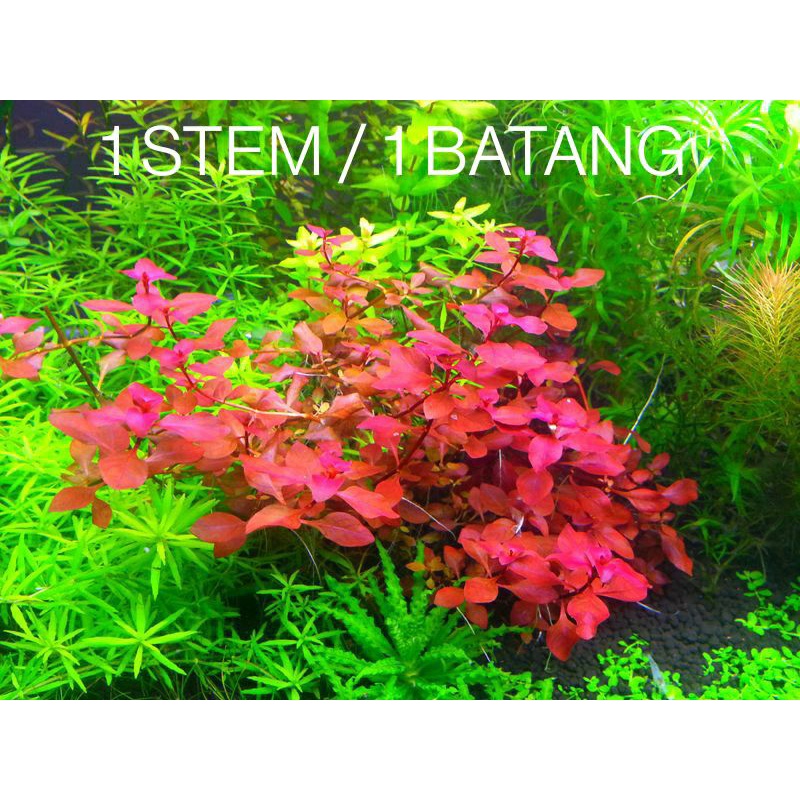 LOWTECH Ludwigia Sp Super Red Water Plant for Aquarium Fish Tank ...