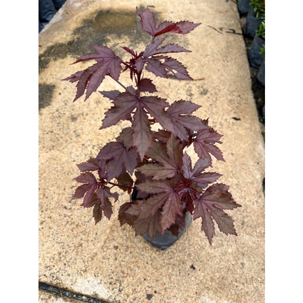 【TW668】 BUNGA MAPLE bunga raya merah ｜ Hibiscus acetosella ｜cranberry 🌺 ...