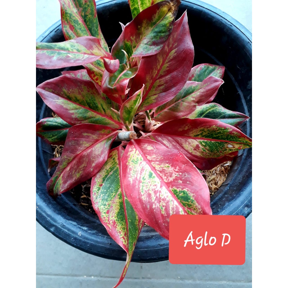Aglonema & Kemoyang Hitam | Shopee Malaysia