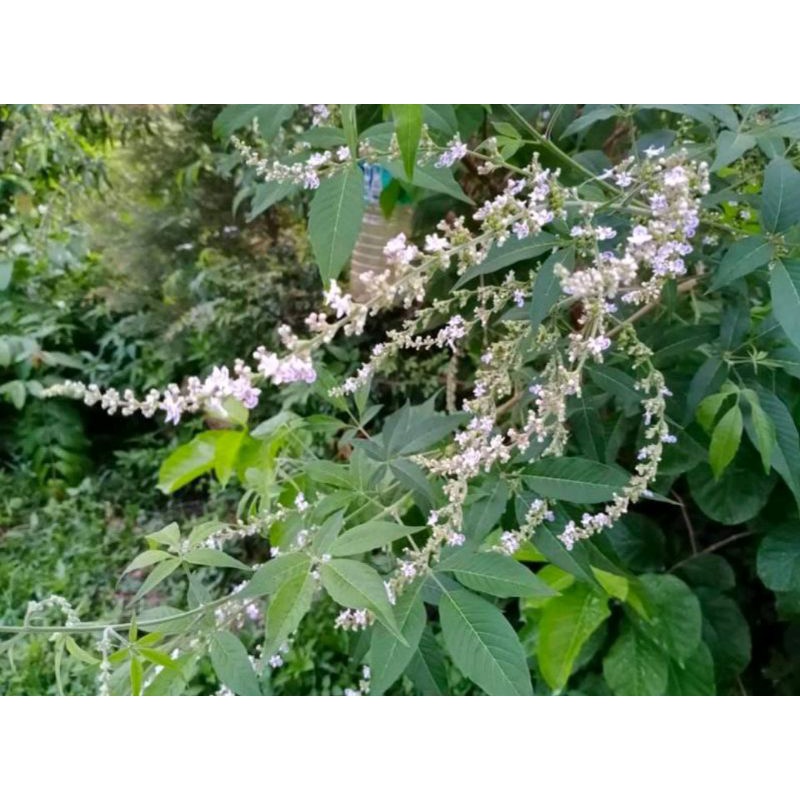 SUMBER MAKANAN KELULUT - Bunga Lemuni 5 Daun. (5 Leaf Vitex)🌱五叶荆条树苗 🌱🔥 ...