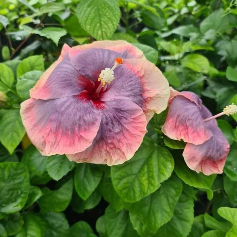 Bunga raya hybrid grafted pelbagai id | Shopee Malaysia