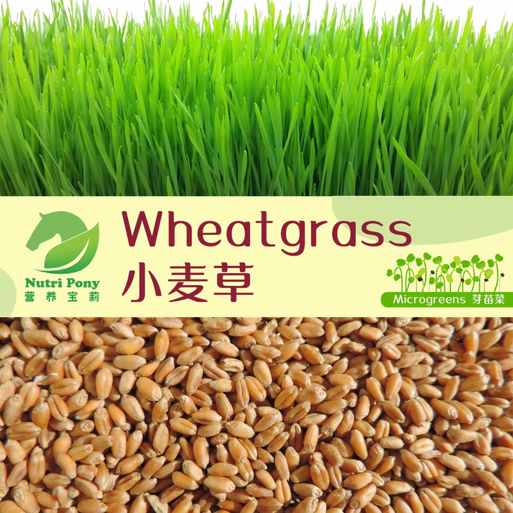 100 Grams Wheatgrass Microgreens Seeds Non-GMO 小麦草芽苗菜种子 Biji Benih ...