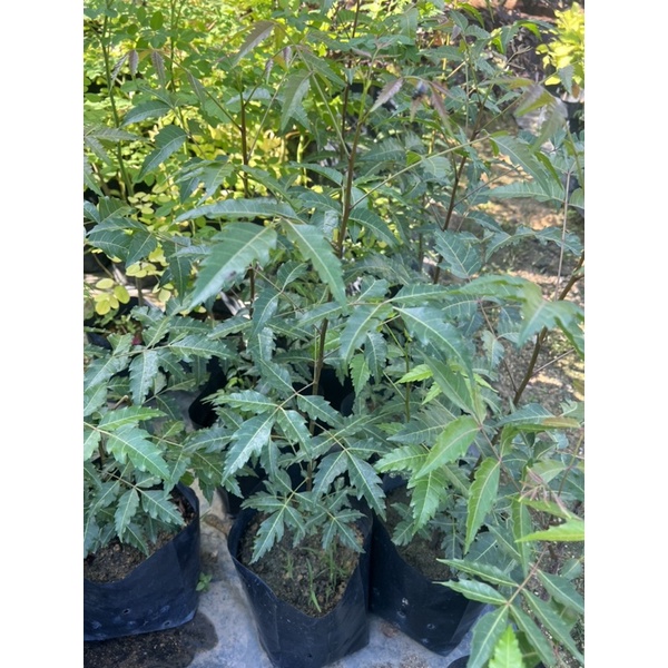 Pokok semambu ubat daun chicken pox | Shopee Malaysia