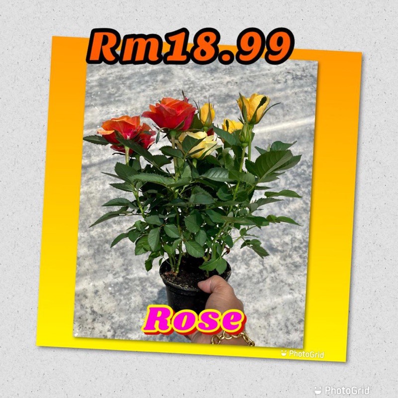 💐Pokok Bunga Ros Hidup💐Rose Plant💐Anak Pokok Bunga Ros(Rose Denmark ...