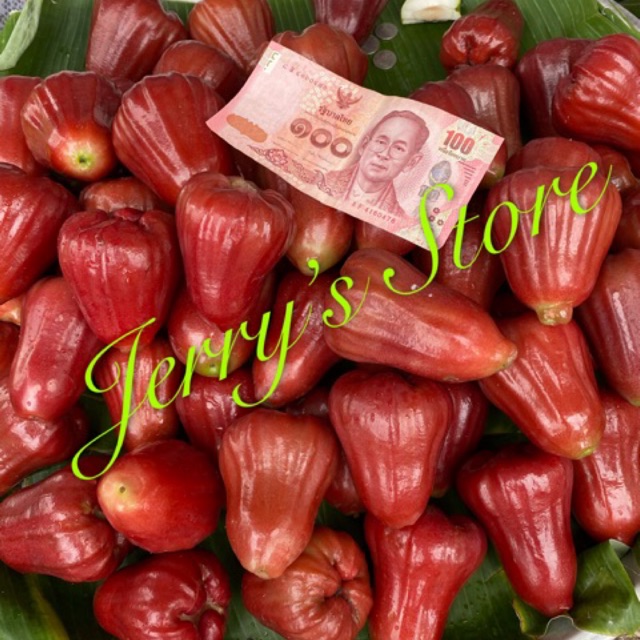 100% Pokok Jambu Madu Merah siam Hybrid king / hybrid thailand red ...