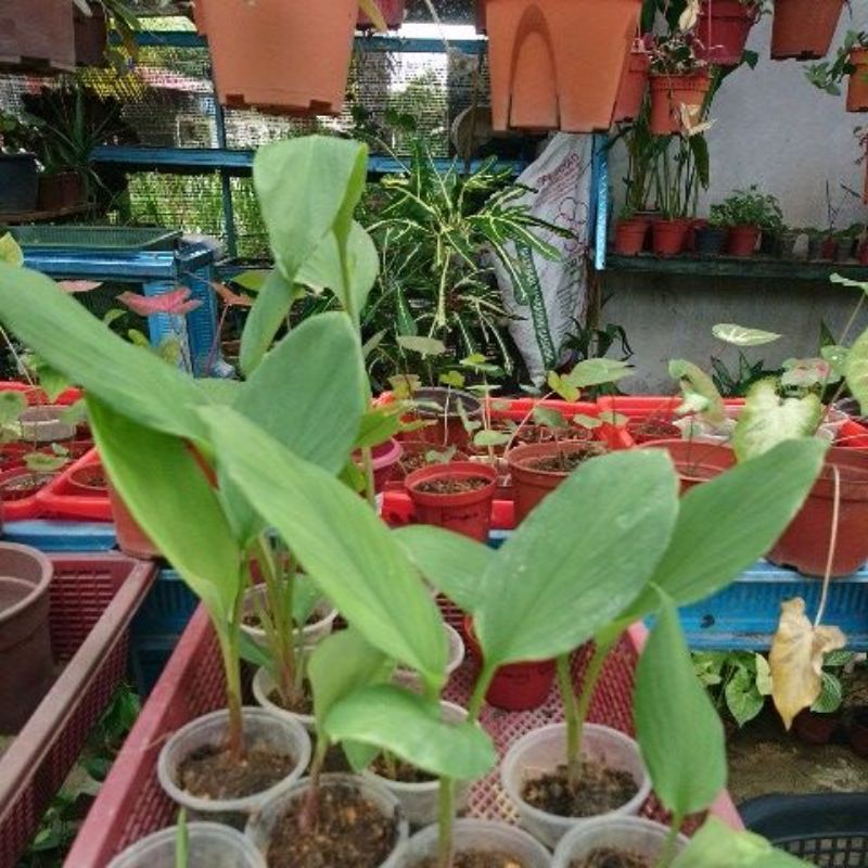 pokok temu kunci dalam cawan plastik. | Shopee Malaysia