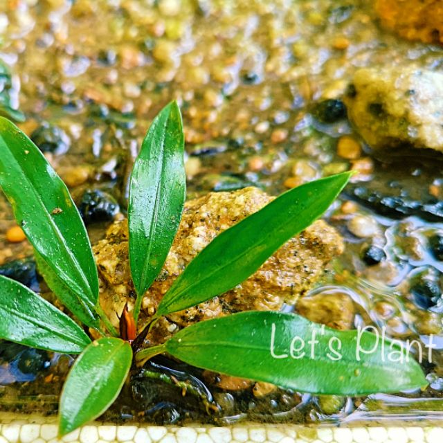 Aridarum New Rare Live Aquatic Plant | Shopee Malaysia