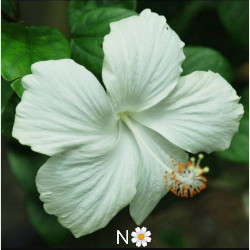 anak pokok bunga Raya putih | Shopee Malaysia
