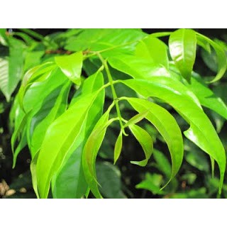 Pokok Serai Kayu (pokok ulam) | Shopee Malaysia