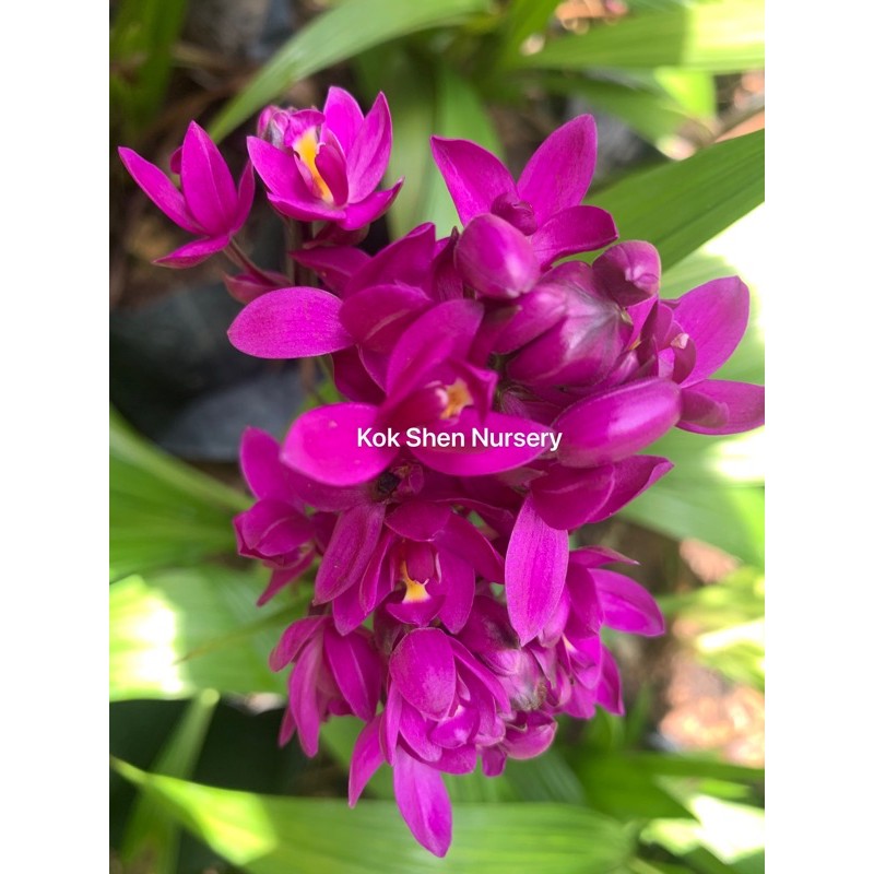 Spathoglottis Orchid（Orkid Pinang）兰花Bunga Warna Ungu Gelap Outdoor ...