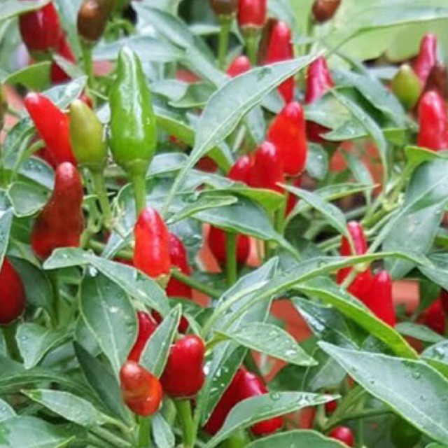 10pcs seeds CILI PADI BURUNG BIRDS EYE CHili seeds PEDAS | Shopee Malaysia