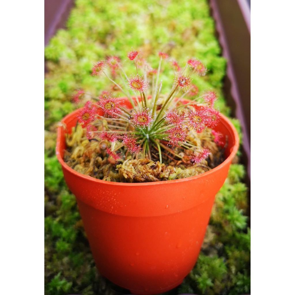 [Live Plant SUNDEW] Drosera Paradoxa 8cm pot | Shopee Malaysia