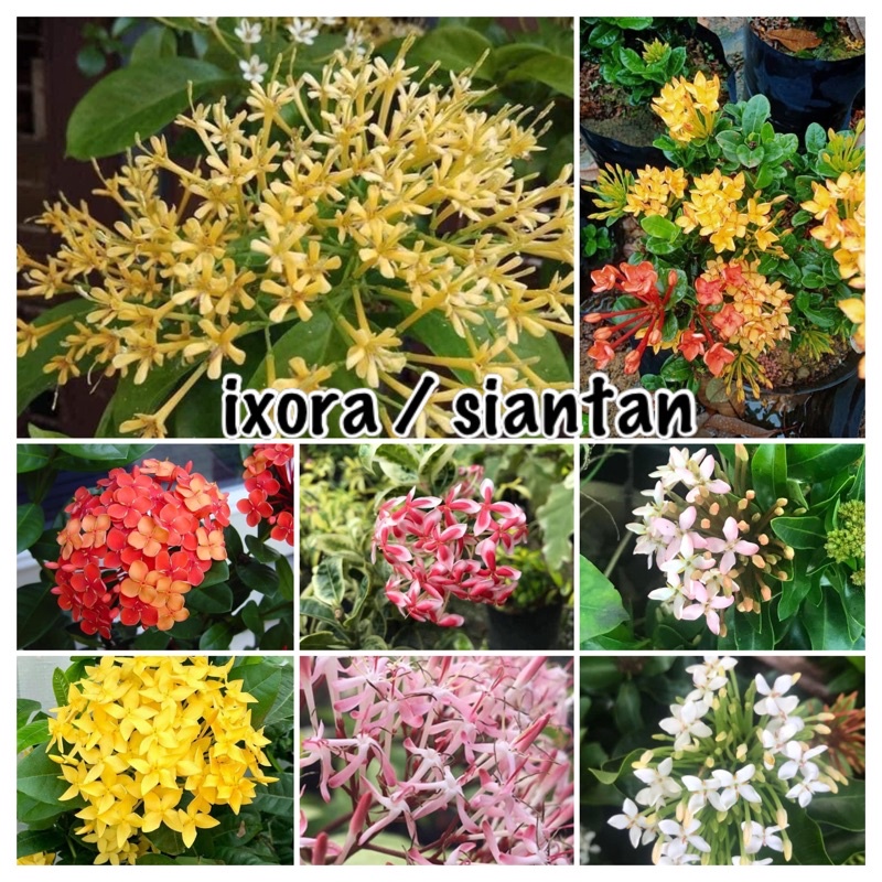 Pokok ixora / jejarum / siantan bunga wangi madagascar ixora, ixora ...