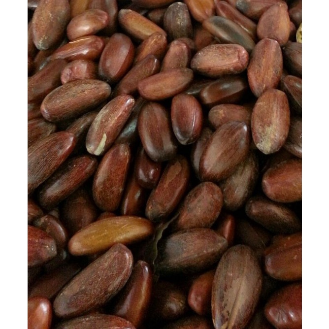 Buah perah 1 KG fresh dari hutan | Shopee Malaysia