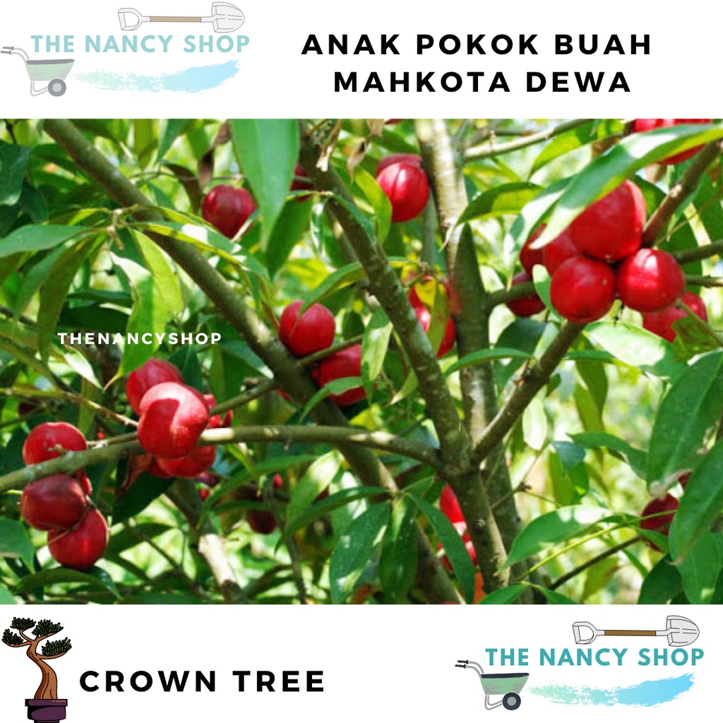 [Live Plants] 4 months Anak Pokok Buah Mahkota Dewa/Anak Pokok Buah Nam ...