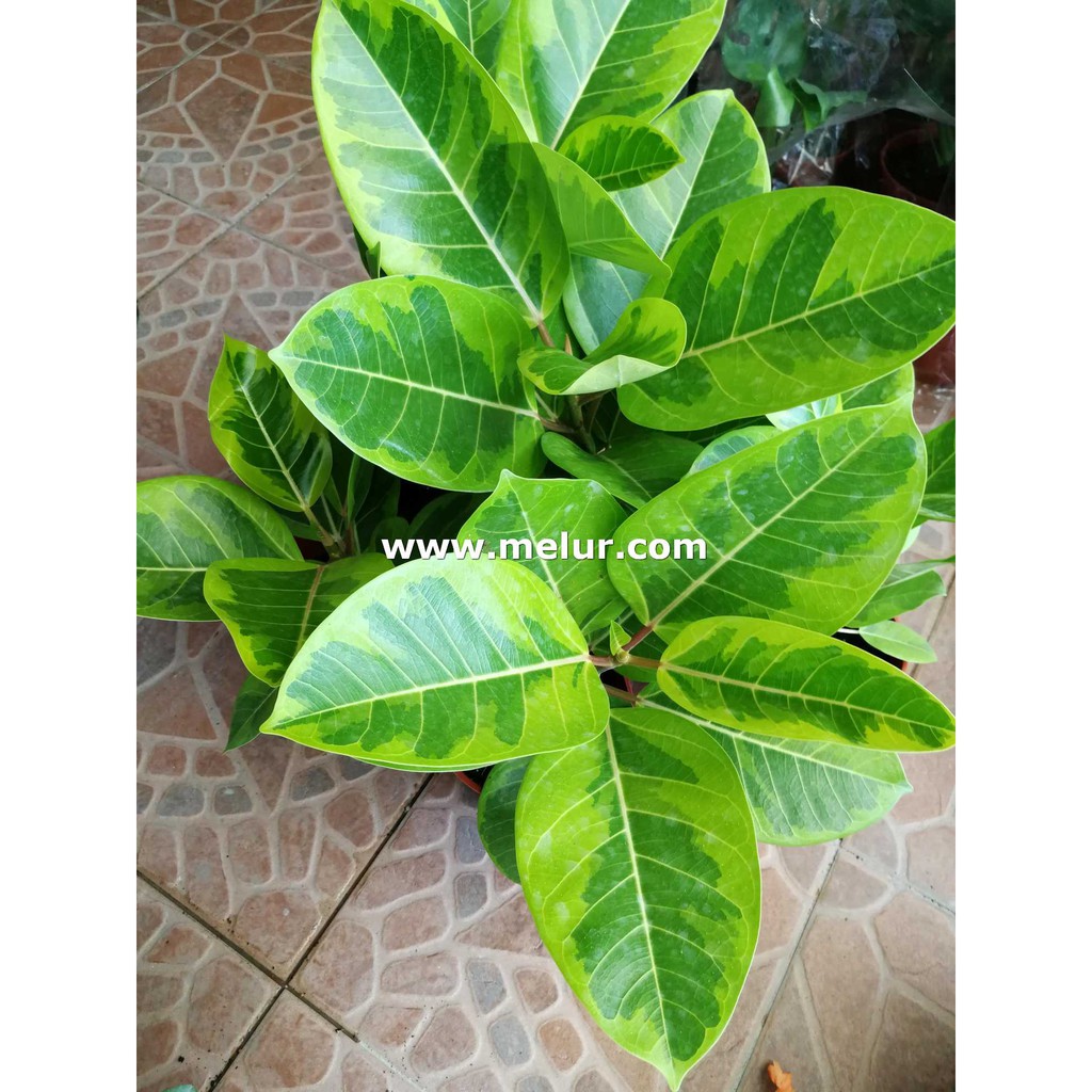 ANOR - Ficus Altissima (Indoor plant) / Pokok Ficus Altissima | Shopee ...