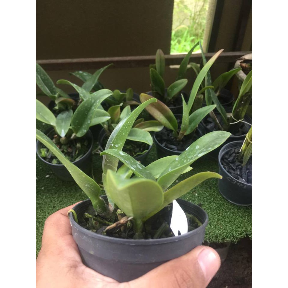 5 CATTLEYA SEEDLINGS SPECIAL GROWER PACKAGE | Shopee Malaysia