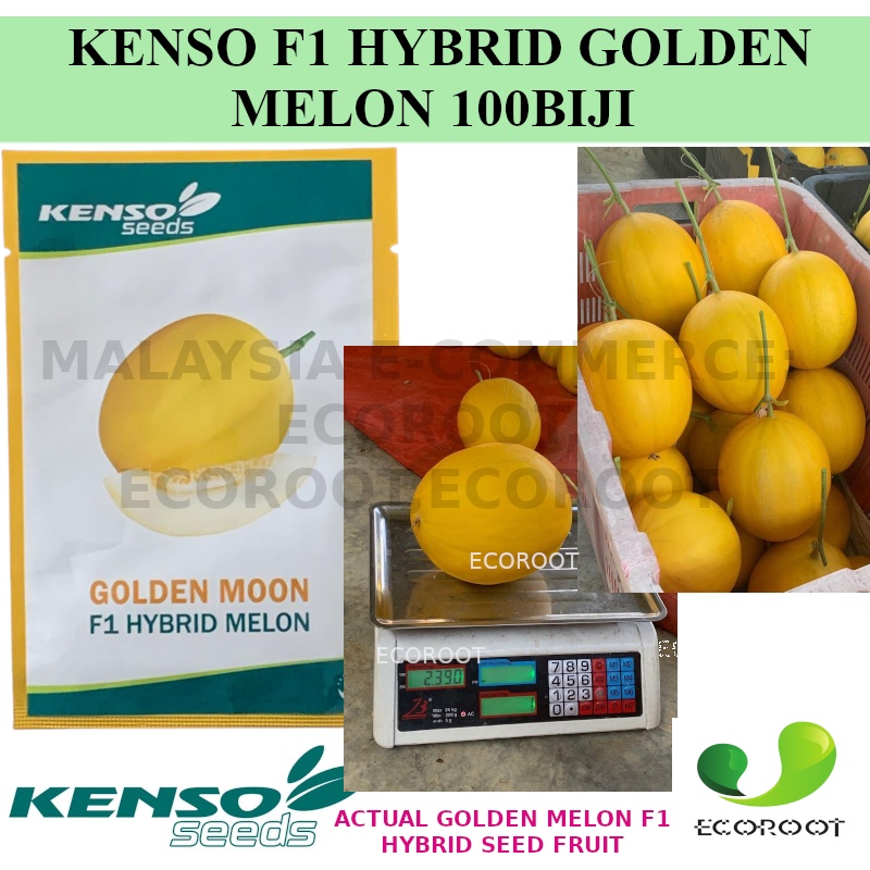 KENSO SEED ROCK MELON GOLDEN MOON HYBRID F1 100BIJI BENIH | Shopee Malaysia