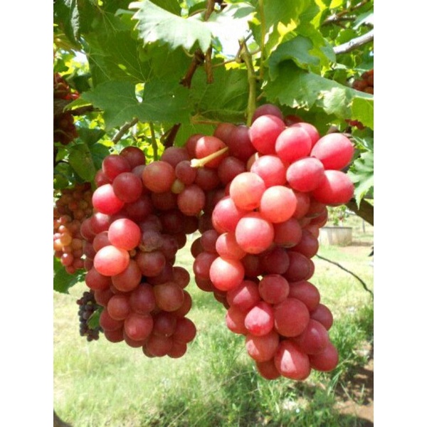 Pokok Anggur Merah.. | Shopee Malaysia