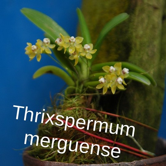 (Rare Miniature Orchid) Thrixspermum merguense - Miniature Orchid ...