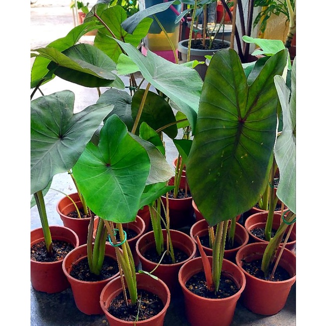 Keladi BLACK MAGIC | BLACK MAGIC Caladium(READY STOK) | Shopee Malaysia