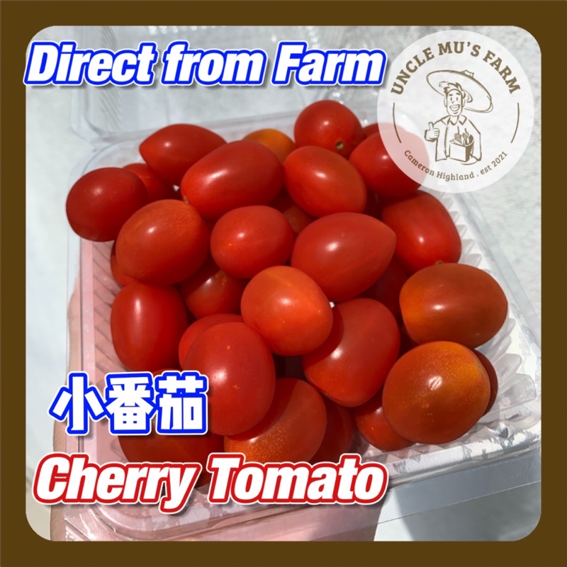 【Ready Stock】100% Cameron Highland’s Cherry Tomatoes 金马仑小番茄 圣女果 樱桃番茄 迷你 ...
