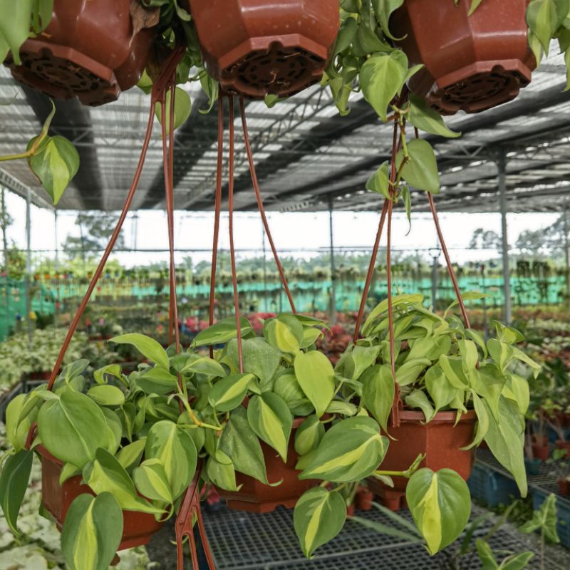 Epipremnum Aureum-Money Plant/Philodendron Brasil/Mican-N Joy-Indoor ...