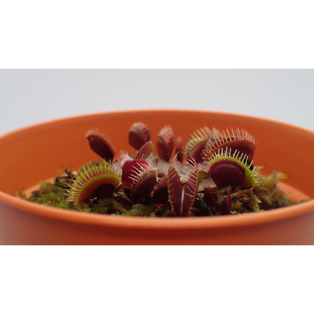 [Bunface Potato Carnivorous Plants] Dionaea 'Akai Ryu'/ 'Red Dragon ...