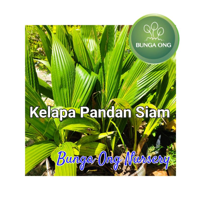 Pokok Kelapa Pandan Siam( Real Plant) | Shopee Malaysia