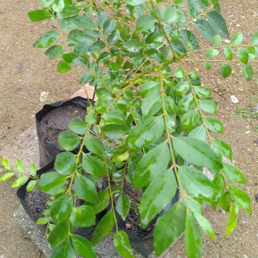 Pokok Kari/Anak Pokok Kari | Shopee Malaysia