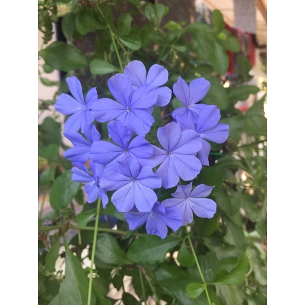 Bunga Ceraka Biru 💐Plumbago Auriculata 💐 | Shopee Malaysia